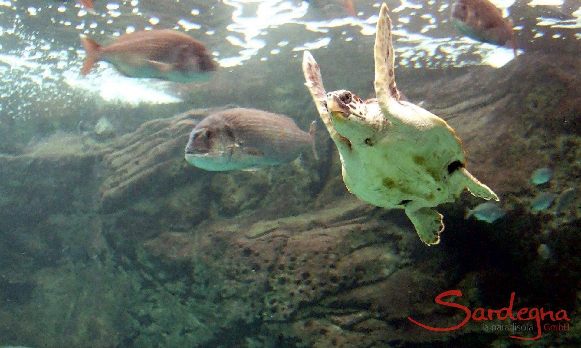 Diving in Sardinia: explore an underwater paradise | discover-sardinia.com