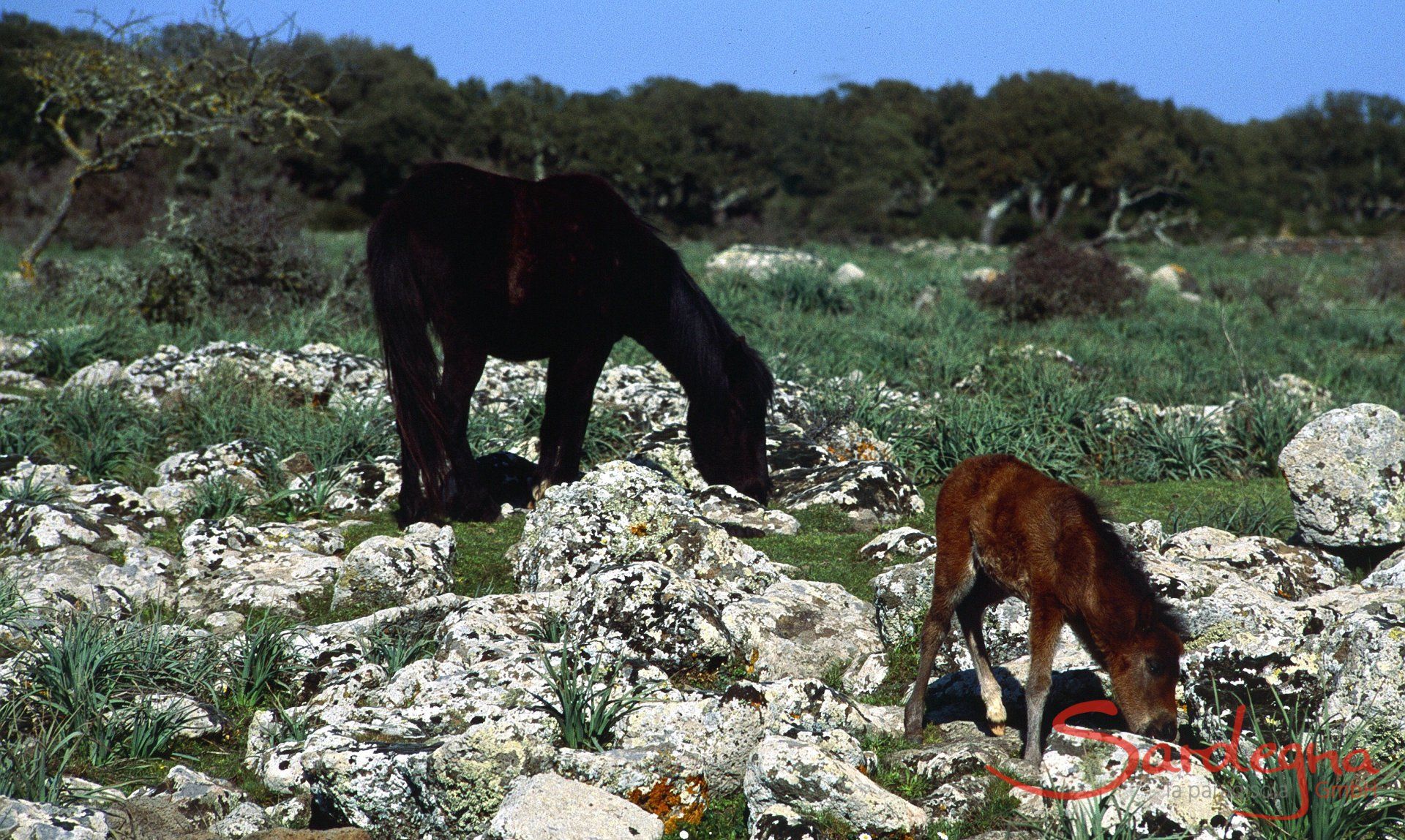 Sardinia’s flora and fauna: rare animals and fragrant maquis Rare ...