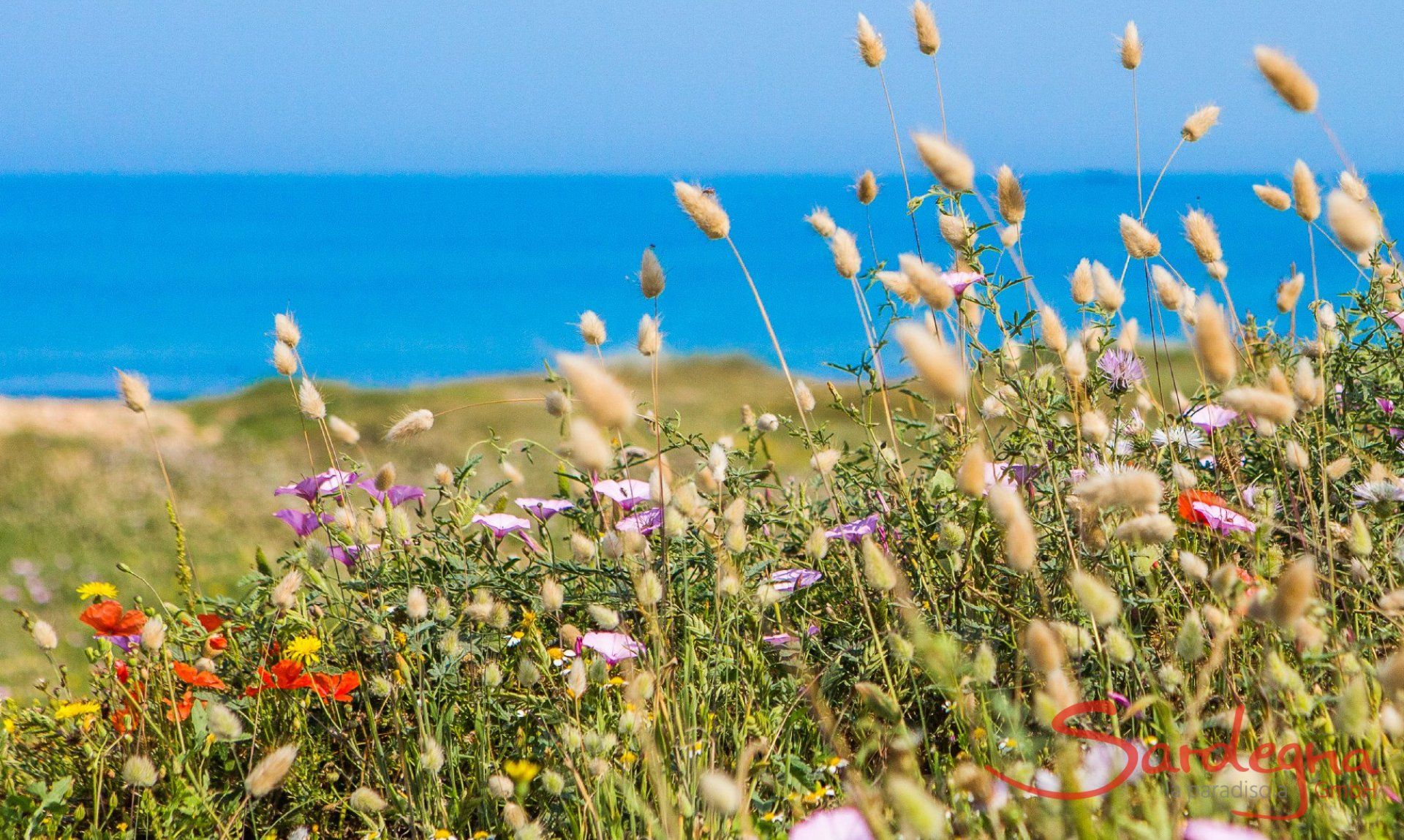 Discover Sardinia | discover-sardinia.com